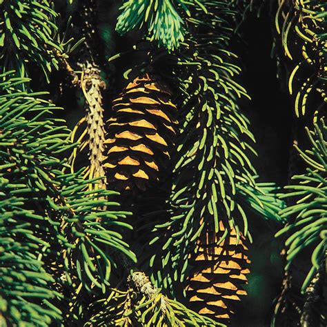 Black Spruce Cones