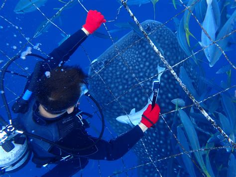 Snorkeling And Diving With Whale Sharks In Okinawa Japan Kkday