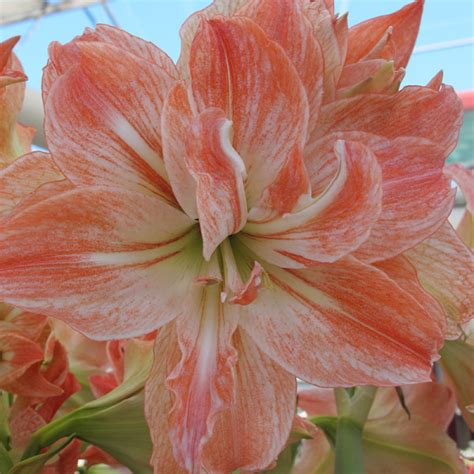 Amaryllis Lady Jane® 9519