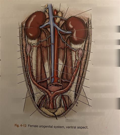 Labeling Female Urogenital System Diagram Quizlet