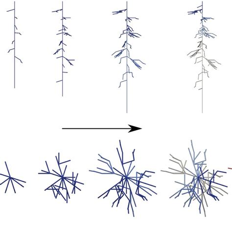 Growth Of A Root System Shown In A Lateral Top And An Axial Bottom Download Scientific