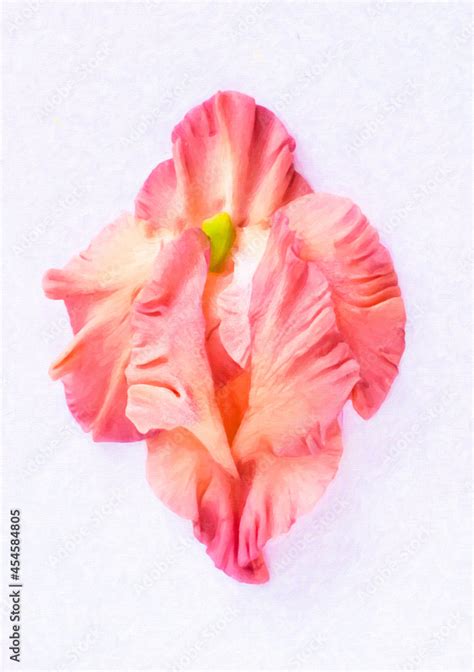 Pink Vulva Flower On A White Background Stock Illustration Adobe Stock