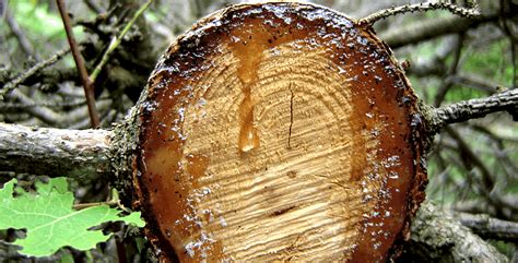 A Guide For Cleaning Tree Sap Off Your Ride Avalonking