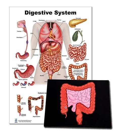 Digestive System Colon Digestive System