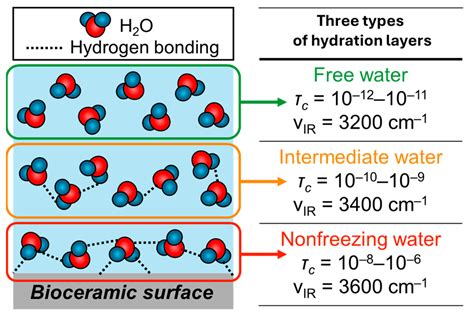 Biological Surface Layer Formation On Bioceramic Particles For Protein