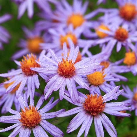 Professor Kippenberg New York Aster A Top Seller This Winter At In America