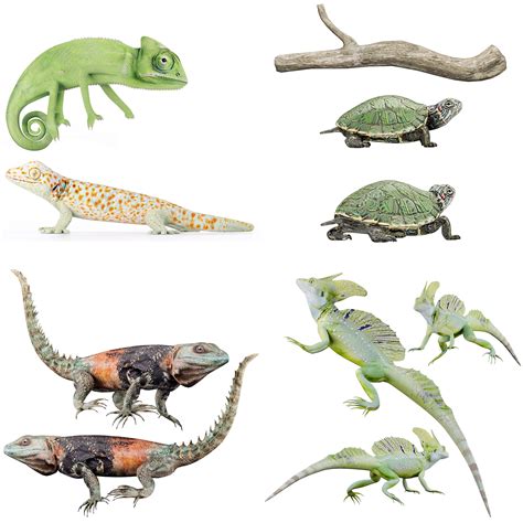 3d Model Reptile Set Two Iguanas Vr Ar Low Poly Cgtrader