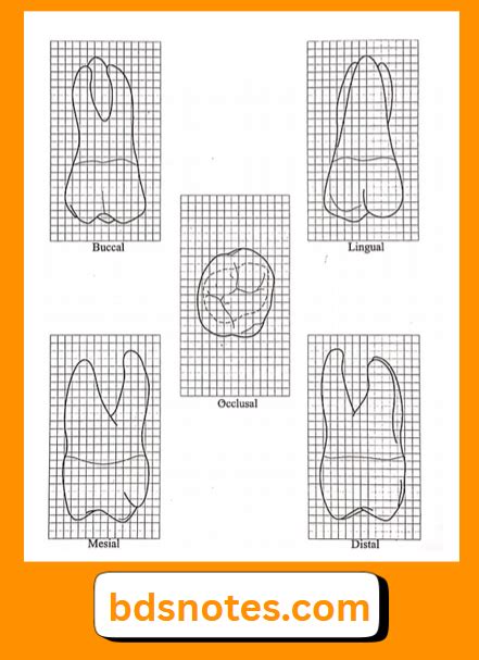 Permanent Maxillary Molars Question And Answers Bds Notes