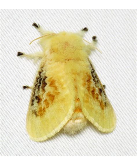 Cute Fuzzy Moth