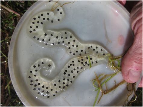 Note That The Spawn Is Spread So That Every Egg Is Visible And Easy To Download Scientific