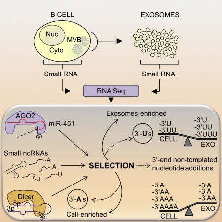 RNA Seq Reveals Distinct Features Of Exosomal Small RNA Exosome RNA
