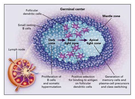 Lymph Node Structure Germinal Center