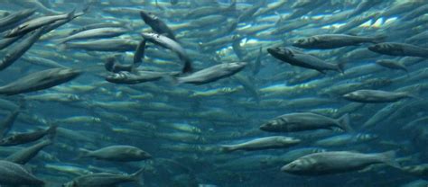 The Beloved Sardine Critter Science