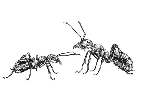 Insecta Hormiga Dibujada A Mano Vector Premium