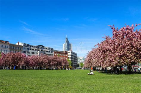 Cherry Blossom Magic At Grassi Museum Johannisplatz Leipzig Editorial