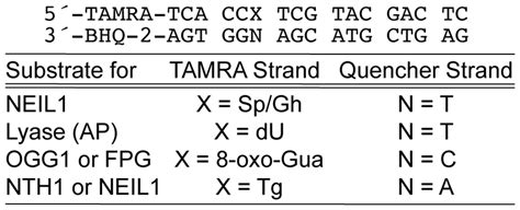 Design Of Oligonucleotide Substrates Doi101371journalpone0081667