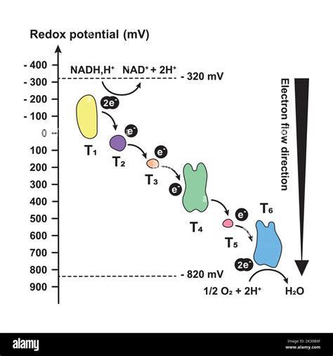 Redox Potential Scheme Electron Flow Direction Colorful Symbols Vector Illustration Stock