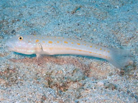 ウミタケハゼの一種 沖縄の魚図鑑