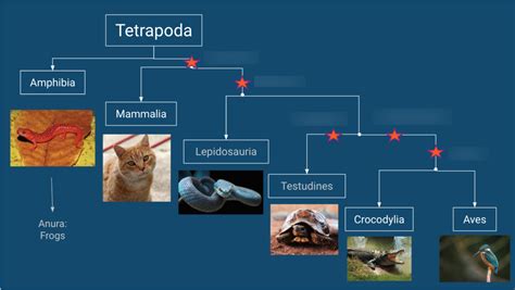 Tetrapoda Phylogeny Diagram Quizlet