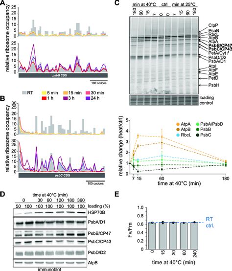 Heat Induced Ribosome Redistribution On Transcripts That Encode Psii