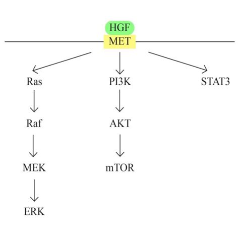 Mapk Erk Pathway C The Pi3k Akt Mtor Signaling Pathway Includes Download Scientific Diagram