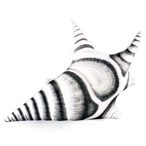 Download Monochrome Conch Shell Png Xnq62