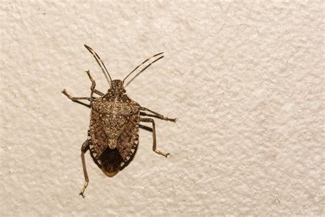 16 Common Spring Bugs And How To Get Rid Of Them The Pest Dude