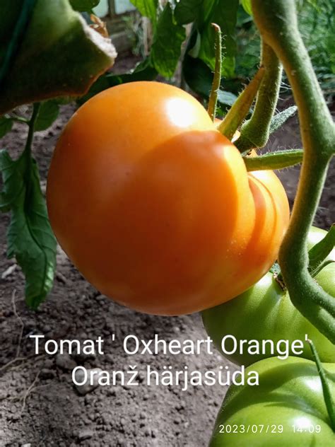 Manni Tegemised Tomatid