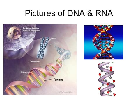 Plant Molecular Systematics Phylogenetics Ppt