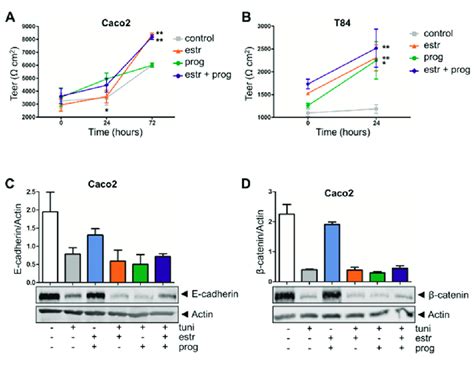 Sex Hormones Improve Epithelial Barrier Function Transepithelial Download Scientific Diagram