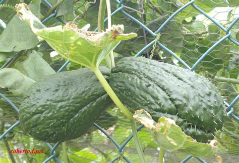 ¿se Pueden Plantar Chayotas En Macetones