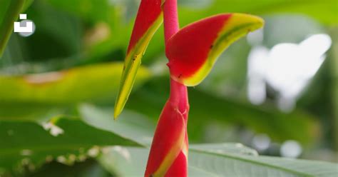 배경에 녹색 잎이 있는 빨간색과 노란색 꽃 사진 Unsplash의 무료 フラワーアレンジメント 이미지