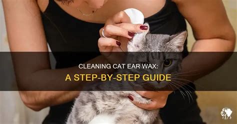 Cleaning Cat Ear Wax A Step By Step Guide Petshun