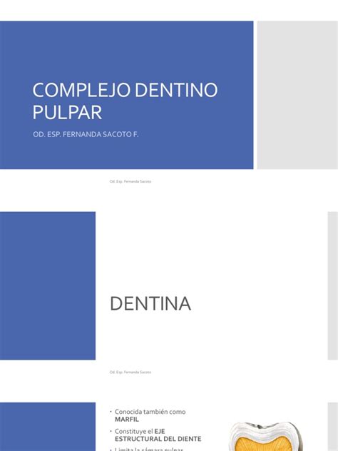 Preodontoblastos Y Su Función En La Dentina Pdf Dentina Diente