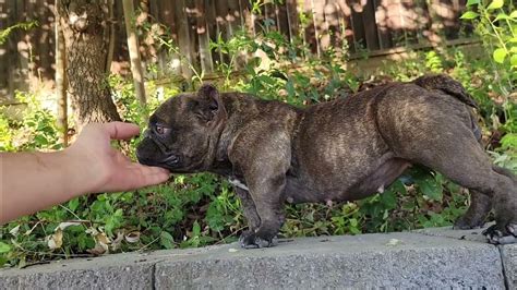 The Best Nano Exotic Bully Youtube