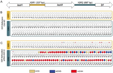 Intergenic Regions Igrs Of The T Dna Encoded Oncogenes Become Download Scientific Diagram