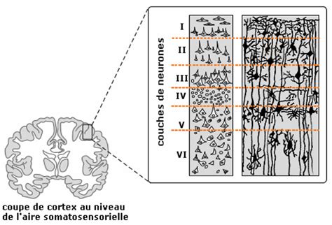 Lélectroencéphalographie EEG Speechneurolab
