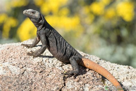 Female Chuckwalla