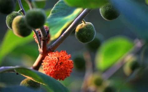 苟树果子 苟树果子图片 果子 大山谷图库