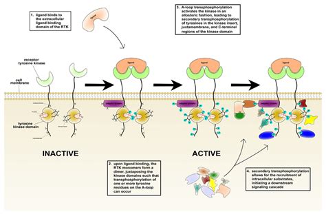 Dimerization Of Tyrosine Receptors