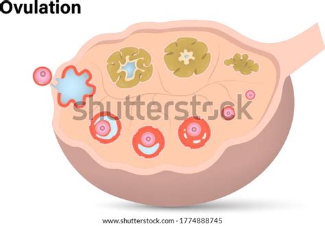 Ovulation Diagram Ovarian Cycle Anatomy Female Stock Vector Royalty Free 1774888745