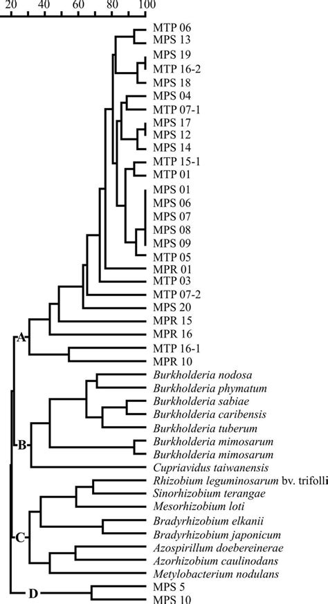Genetic Similarity Dendrogram Among 28 Bacterial Nodule Isolates From
