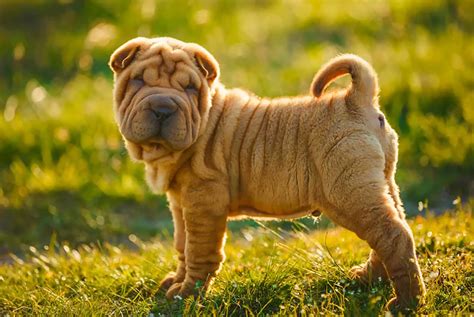 Shar Pei Cost The Price Is Sharp Eh