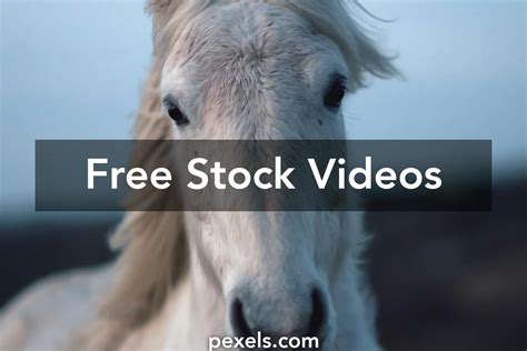 Girlshumpinggirlsface Videos Download The Best Free 4k Stock Video