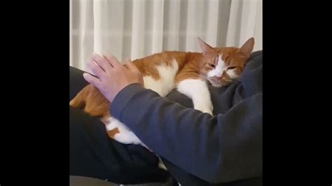 냥이를 무서워했던 아빠 Youtube