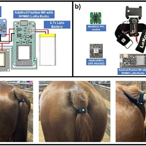 Overview Of The Multifunctional Wearable Sensor A Layout Of The