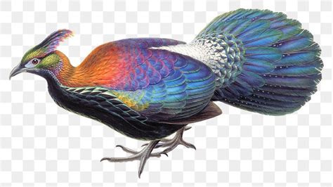 Lophophorus Images Free Photos Png Stickers Wallpapers