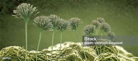 성장 곰팡이 또는 곰팡이 곰팡이와 포자의 현미경 이미지 3d 그림 0명에 대한 스톡 사진 및 기타 이미지 0명 건강 진단 건강관리와 의술 Istock