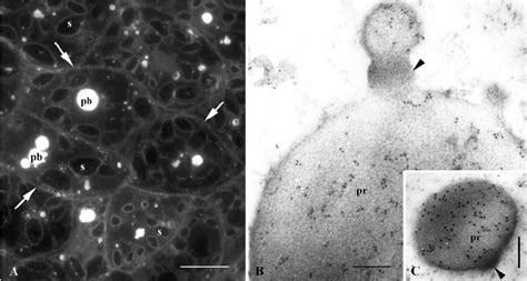Localization Of Recombinant Phytase A Fluorescence Microscopy Lr Download Scientific Diagram