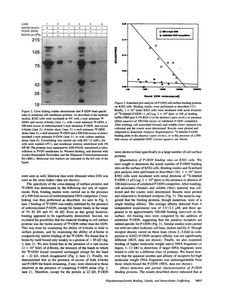 Jci Binding Uptake And Intracellular Trafficking Of Phosphorothioate Modified